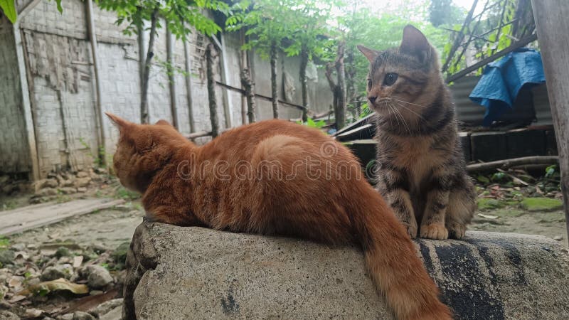 Two cats black and brown stock image. Image of animal - 304069609