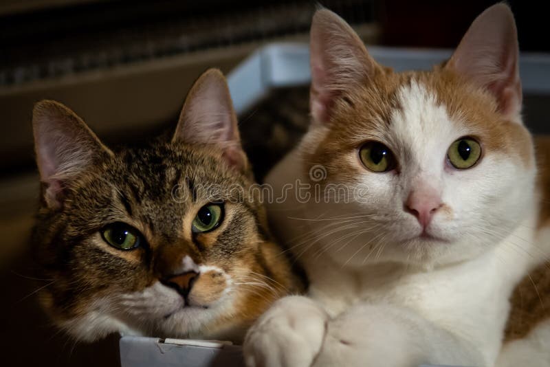 Two Cats in a Box stock photo. Image of indoors, home - 180010576
