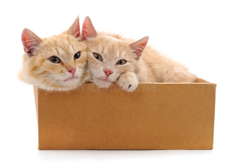 Two cats in a box stock image. Image of animals, background - 175084153