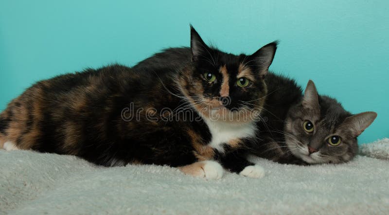 Two Cats Calico and Grey Tabby with Green Eyes on a White Blanket Stock ...