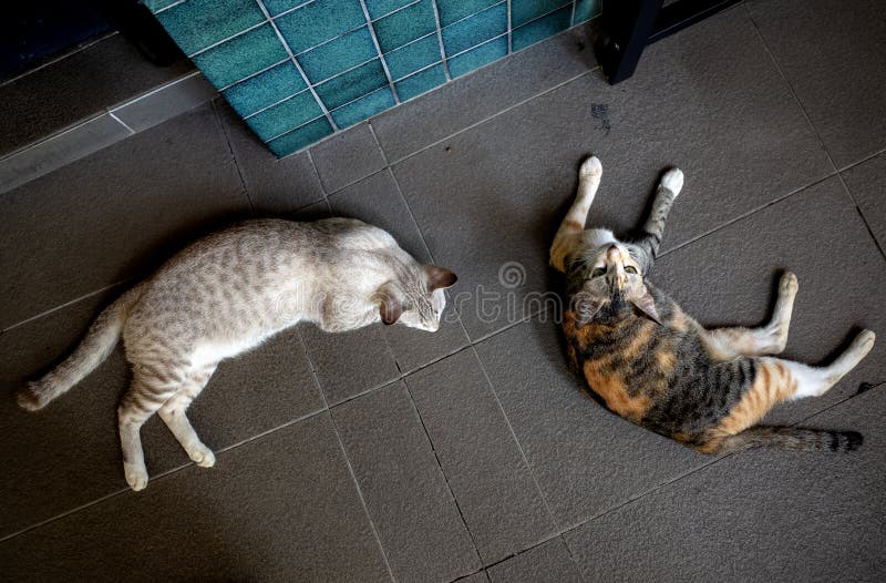 Two Cats are Captured from a Top-down View on a Tiled Floor. Stock ...