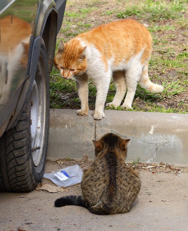 Cats at a car wheel stock photo. Image of animal, cats - 145132184