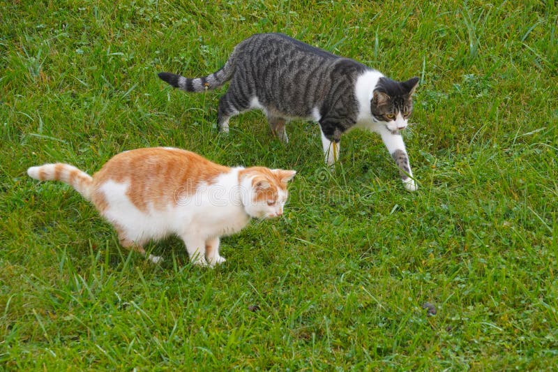 Two Cats Chasing a Mouse in the Meadow with Some Copy Space. Stock ...