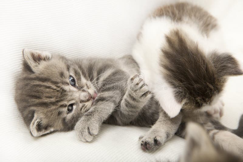 Two cats children stock photo. Image of pedigreed, heap - 36552236