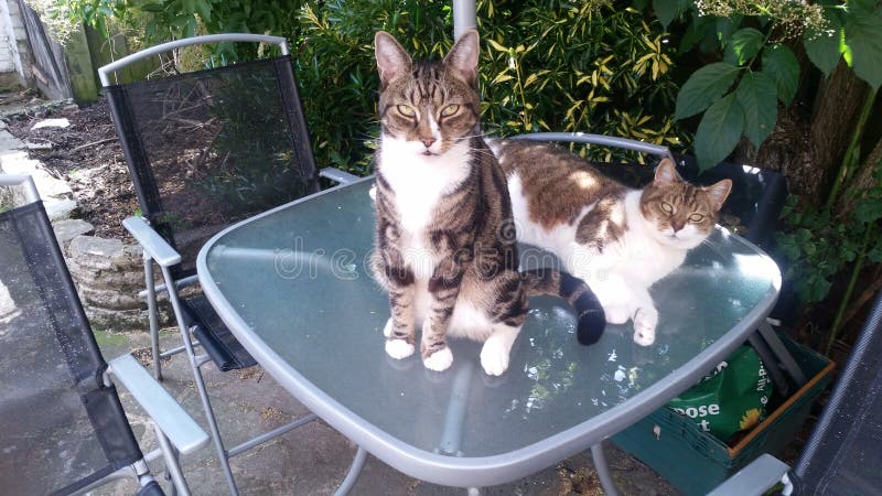Cats Chilling Out at Karatsu Castle Complex. Stock Photo - Image of ...