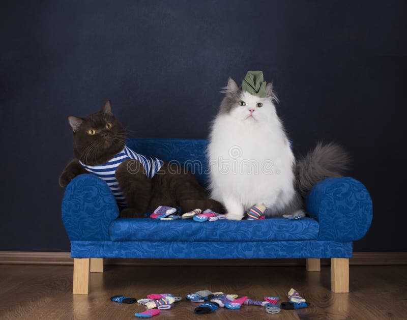 Cats Gossip Stock Photos - Free & Royalty-Free Stock Photos from Dreamstime