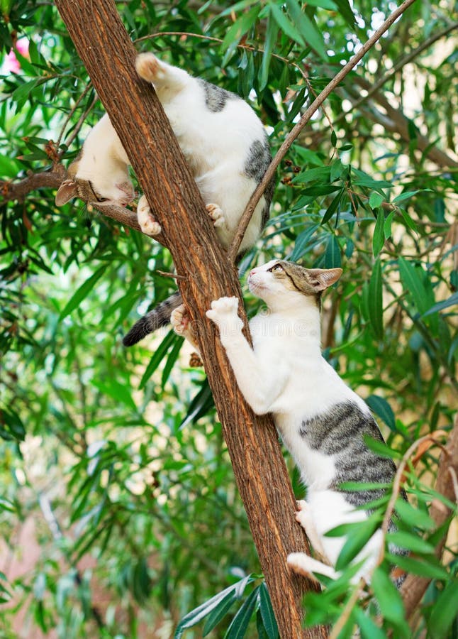 Two cats. stock photo. Image of lovely, hunting, interested - 63473126