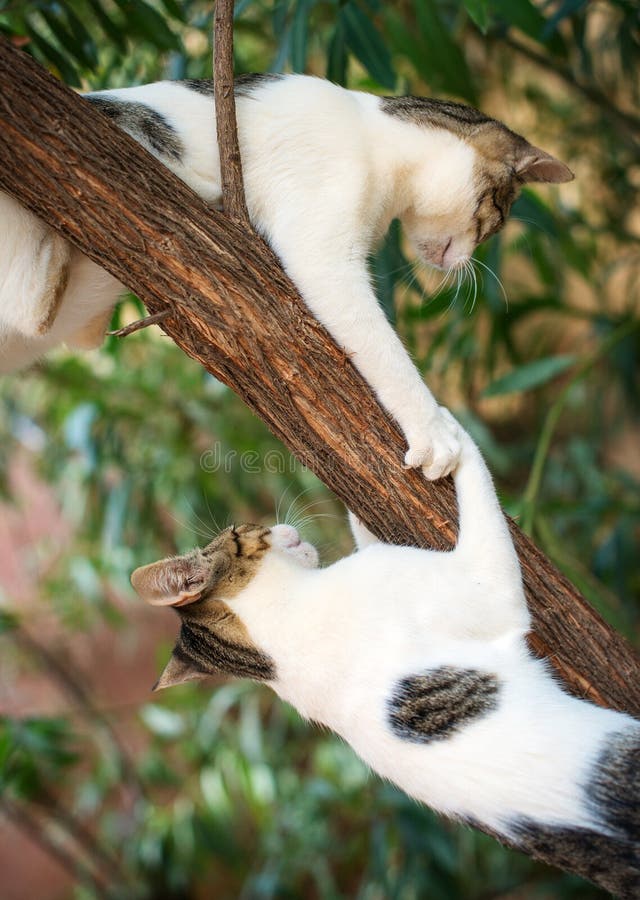 Two Cats Climb Tree Stock Photos - Free & Royalty-Free Stock Photos ...