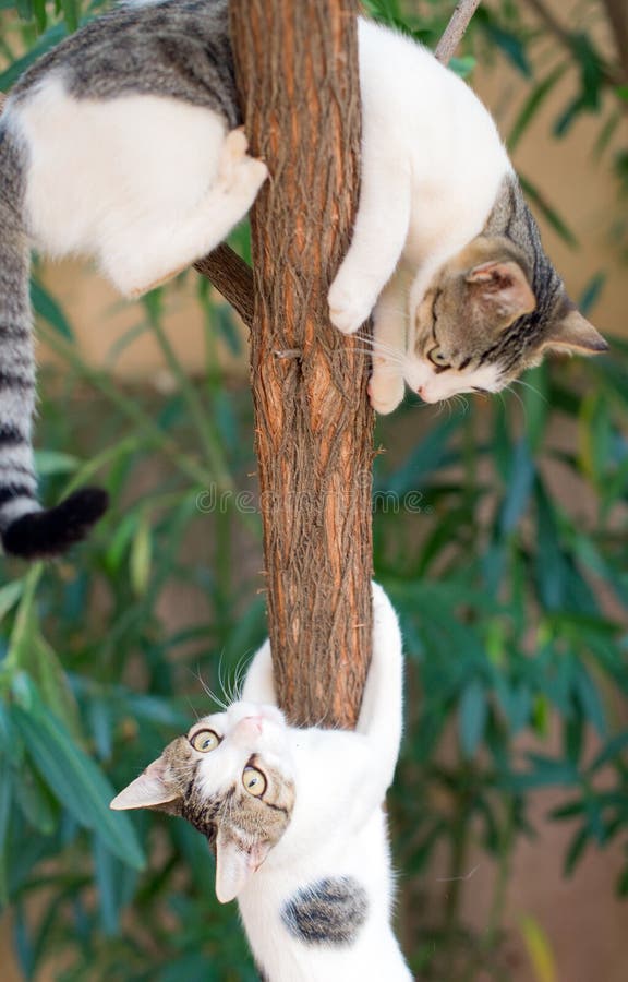 Two cats. stock photo. Image of high, dangerous, danger - 63473490