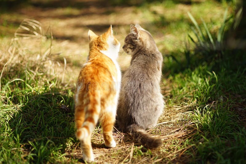 Two Cats Communicate Sunny Garden Stock Photos - Free & Royalty-Free ...