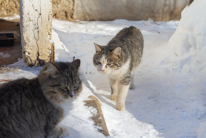 Two Cats Competing for a Toy Stock Image - Image of competition, love ...