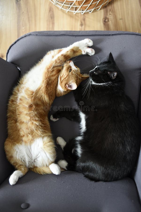 Two Cats Cuddling Together on a Chair at Home Stock Image - Image of ...