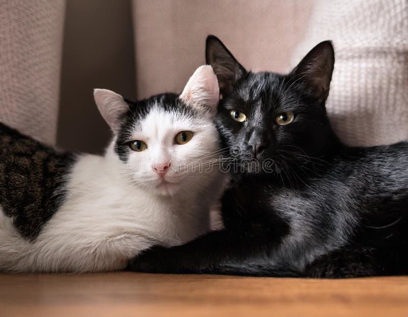 Two Cats Cuddling Together in a Cozy Corner Stock Illustration ...