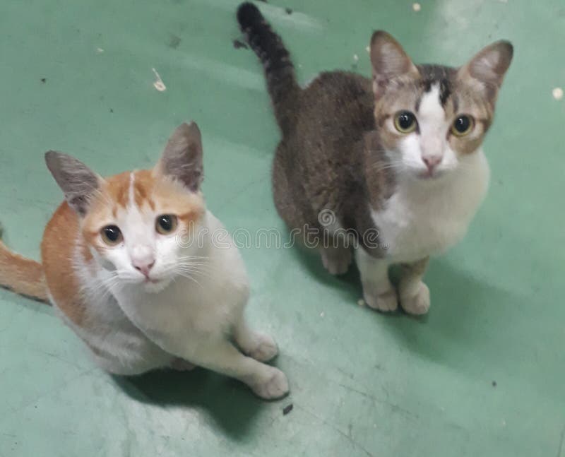 Two Cats with Curious Faces Looking at Something Stock Image - Image of ...