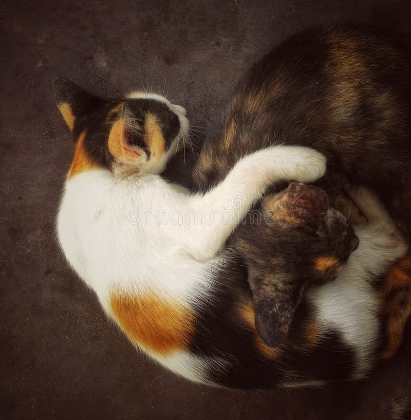 Two cats stock image. Image of tioman, pets, jetty, hugging - 96966603