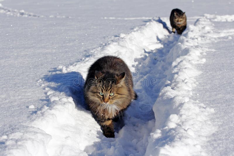 Two cats in the snow stock photo. Image of gallop, glad - 27201276