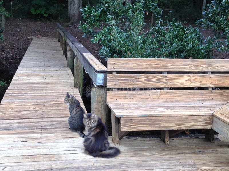 Two Tabby Cats Sitting on a Wood Dock Stock Image - Image of tabby ...