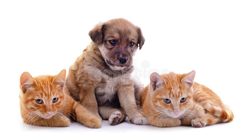 Two cats and dog stock photo. Image of background, joyful - 186100150
