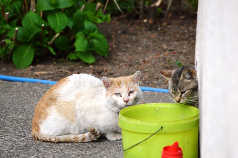 Two cats drink water stock photo. Image of nature, water - 252462660