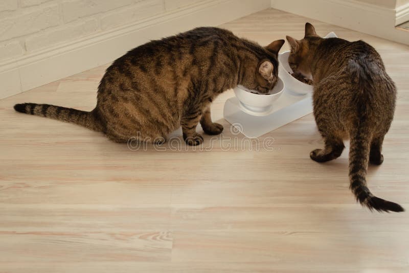 Two Cats Eat Dry Food Together in the Kitchen Stock Image - Image of ...