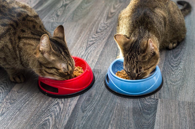 Two Cats Eat Together on the Kitchen Floor Stock Photo - Image of food ...