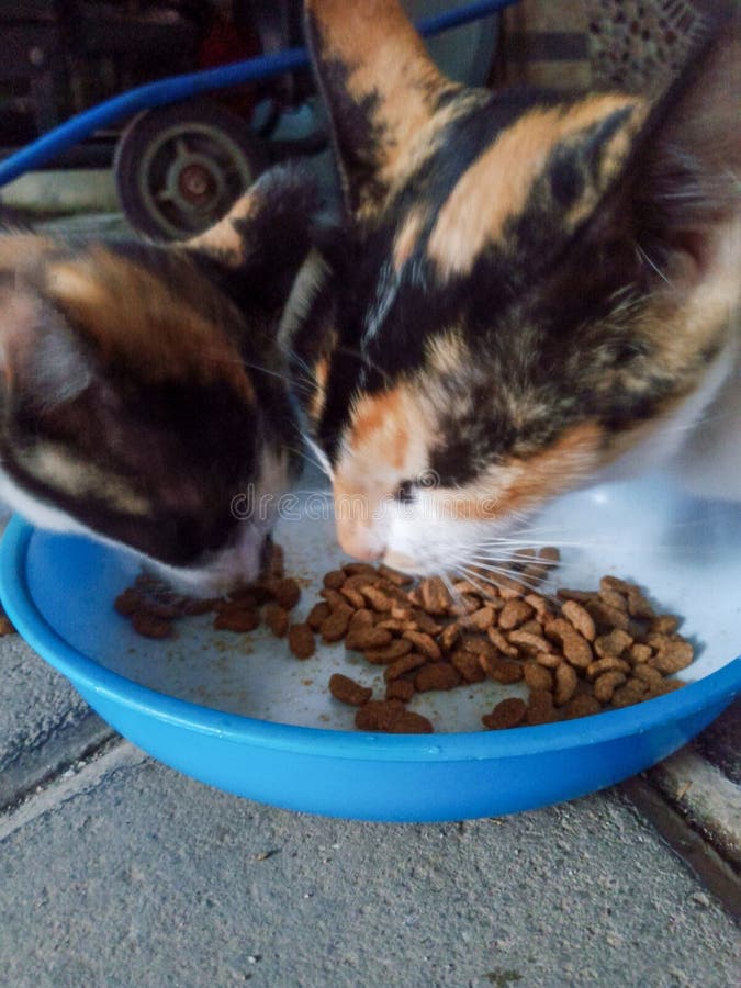 Two Cats Eating from a Blue Bowl on a Tile Floor Stock Photo - Image of ...