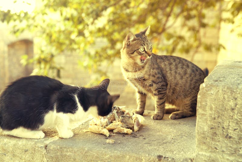 Two cats are eating stock photo. Image of kitten, cute - 92440390