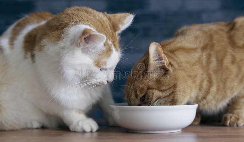 Two Cats Eating Dinner Out of a Shared Bowl. Stock Image - Image of ...