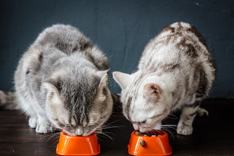 Two cats eating food stock photo. Image of fold, scottish - 92631156