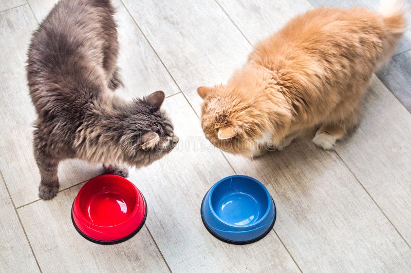 Two Cats Eating Side by Side on Kitchen Floor Stock Image - Image of ...