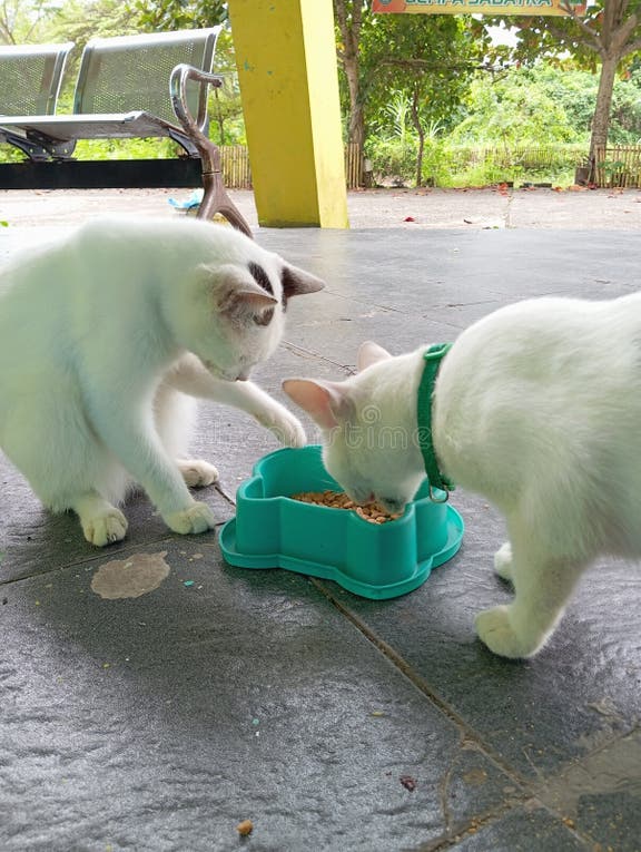 Two cats are eating stock image. Image of eating, house - 325154087
