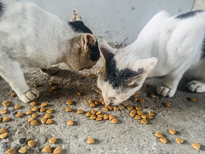 Cats Eating Insect Stock Photos - Free & Royalty-Free Stock Photos from ...