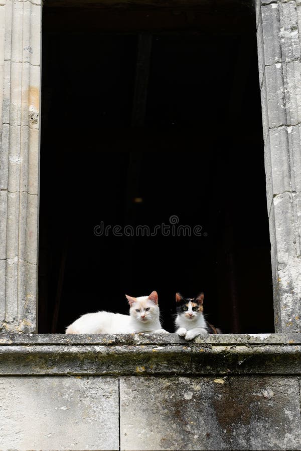 Two Cats on the Edge of the Window of a Historical Monument Stock Image ...