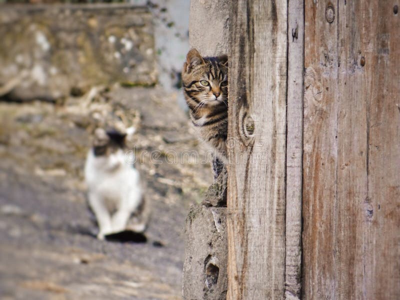 Two Cats Exploring the Rural Area Stock Image - Image of midface, wood ...
