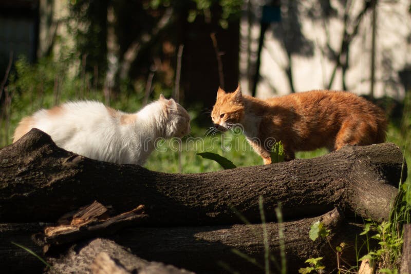 "Two Cats Face Off on Fallen Tree in Forest Stock Photo - Image of ...