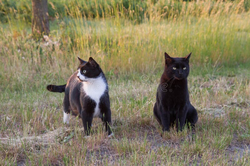 Two cats in a field stock photo. Image of wildcat, dirt - 281407958