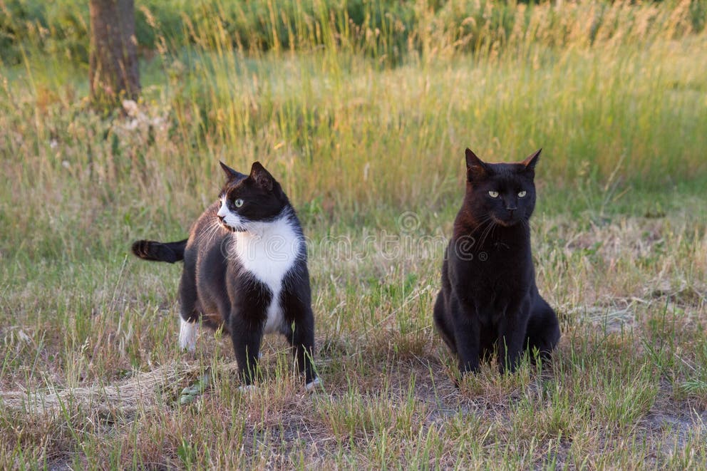 Two cats in a field stock photo. Image of wildcat, dirt - 281407958