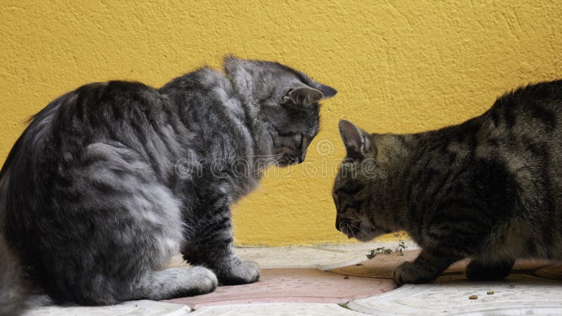 Two Cats before a Fight. Competition of Male Cats Stock Image - Image ...