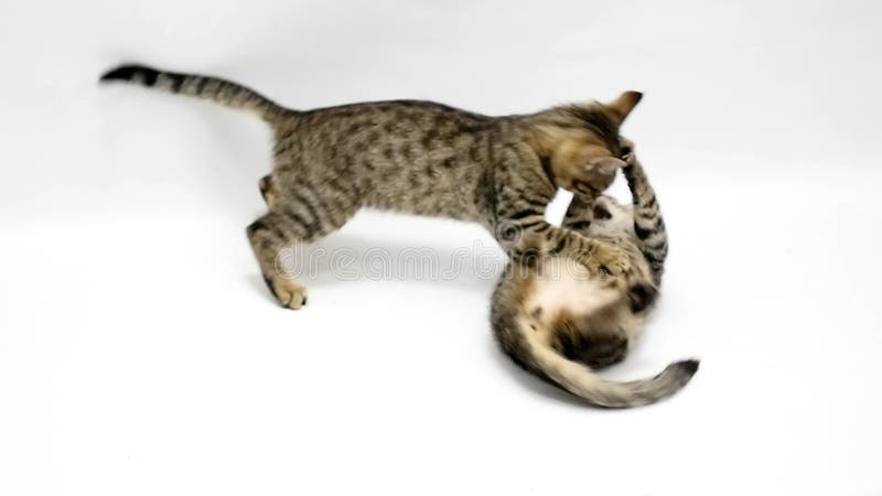 Two Cats Fight Each Other on a White Background,slow Motion Stock ...
