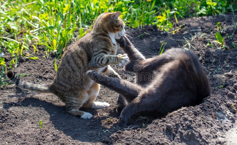Two Cats Fight on the Ground in Nature Stock Photo - Image of cute ...