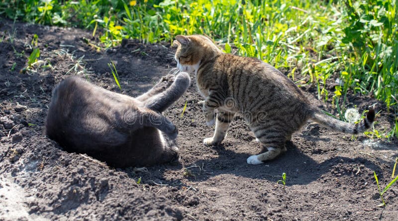 Two Cats Fight on the Ground in Nature Stock Image - Image of fight ...