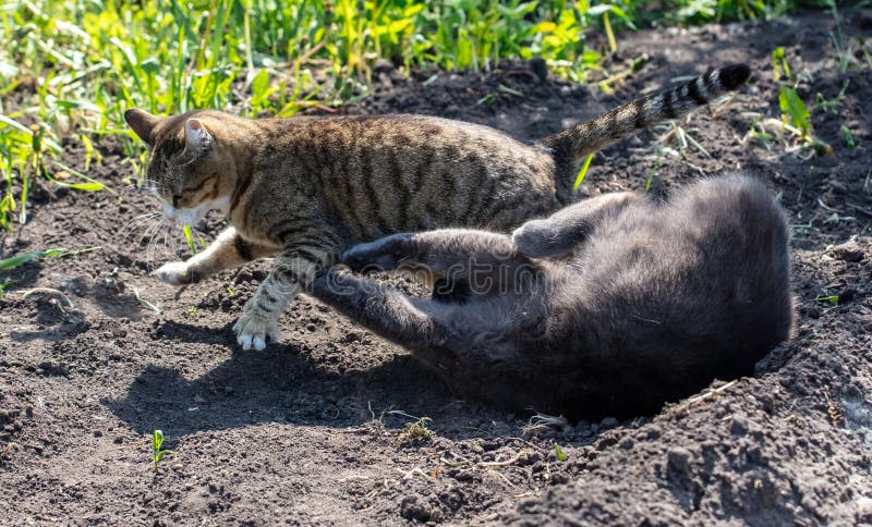 Two Cats Fight on the Ground in Nature Stock Image - Image of happy ...