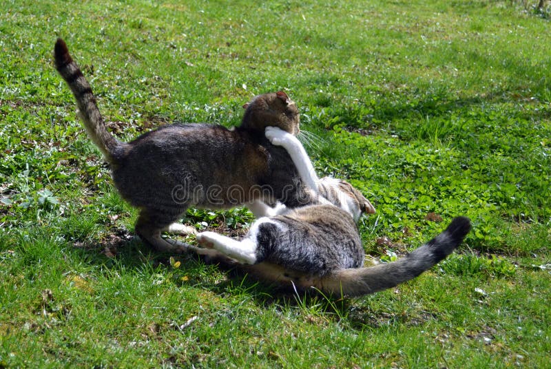 Two Cats Fighting in the Grass Stock Photo - Image of nature, grass ...