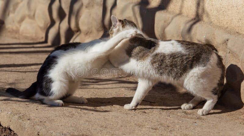 Two Cats Fighting in Nature Stock Photo - Image of outdoor, mammal ...