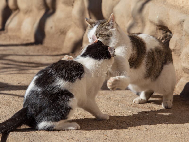 Two Cats Fighting in Nature Stock Image - Image of portrait, baby ...