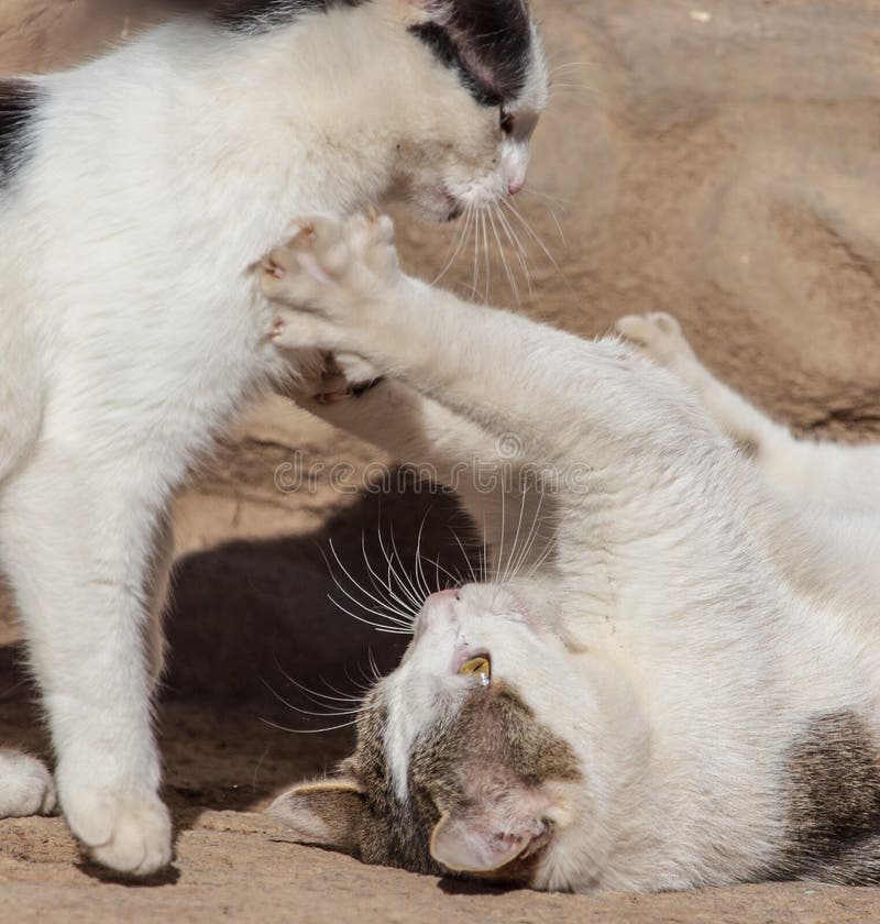 Two Cats Fighting in Nature Stock Photo - Image of small, nature: 140356388