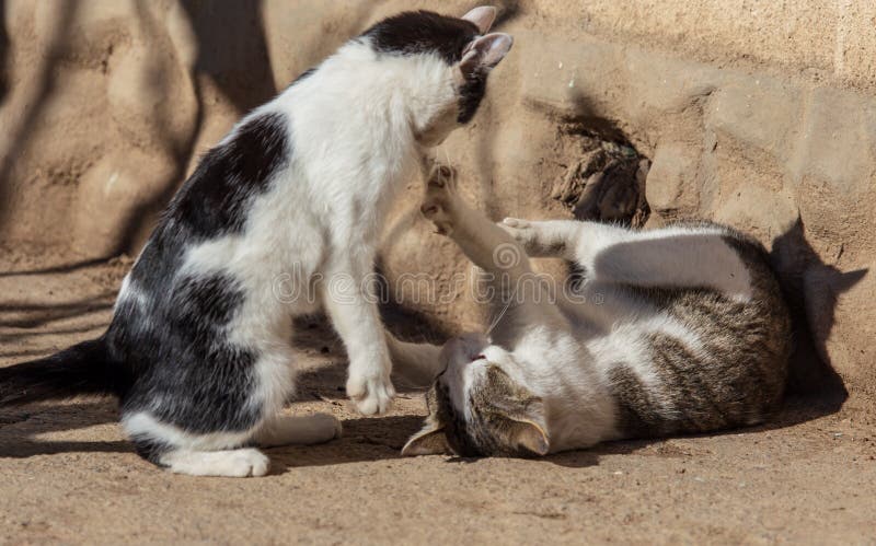 Two Cats Fighting in Nature Stock Image - Image of face, portrait ...