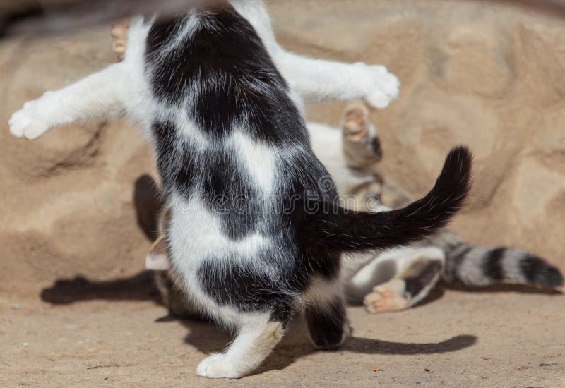 Two Cats Fighting in Nature Stock Image - Image of mammal, baby: 141466397