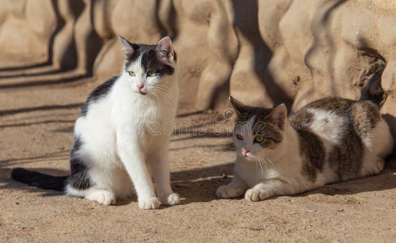 Two Cats Fighting in Nature Stock Image - Image of outdoors, face ...