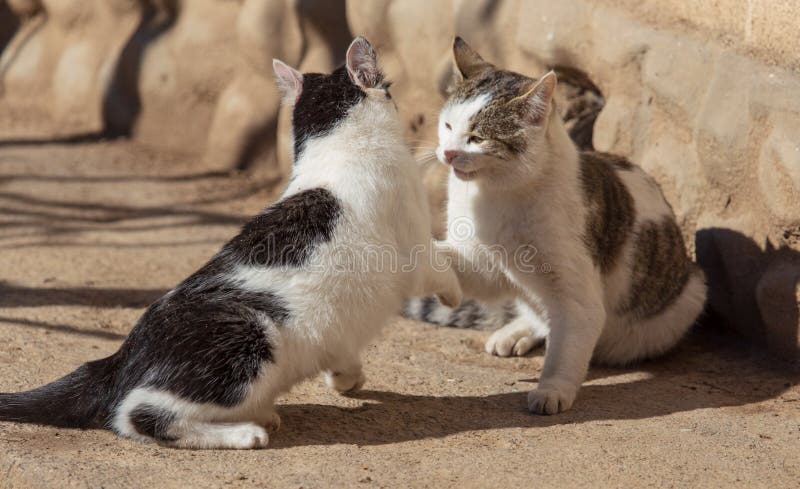 Two Cats Fighting in Nature Stock Image - Image of mammal, baby: 141466397